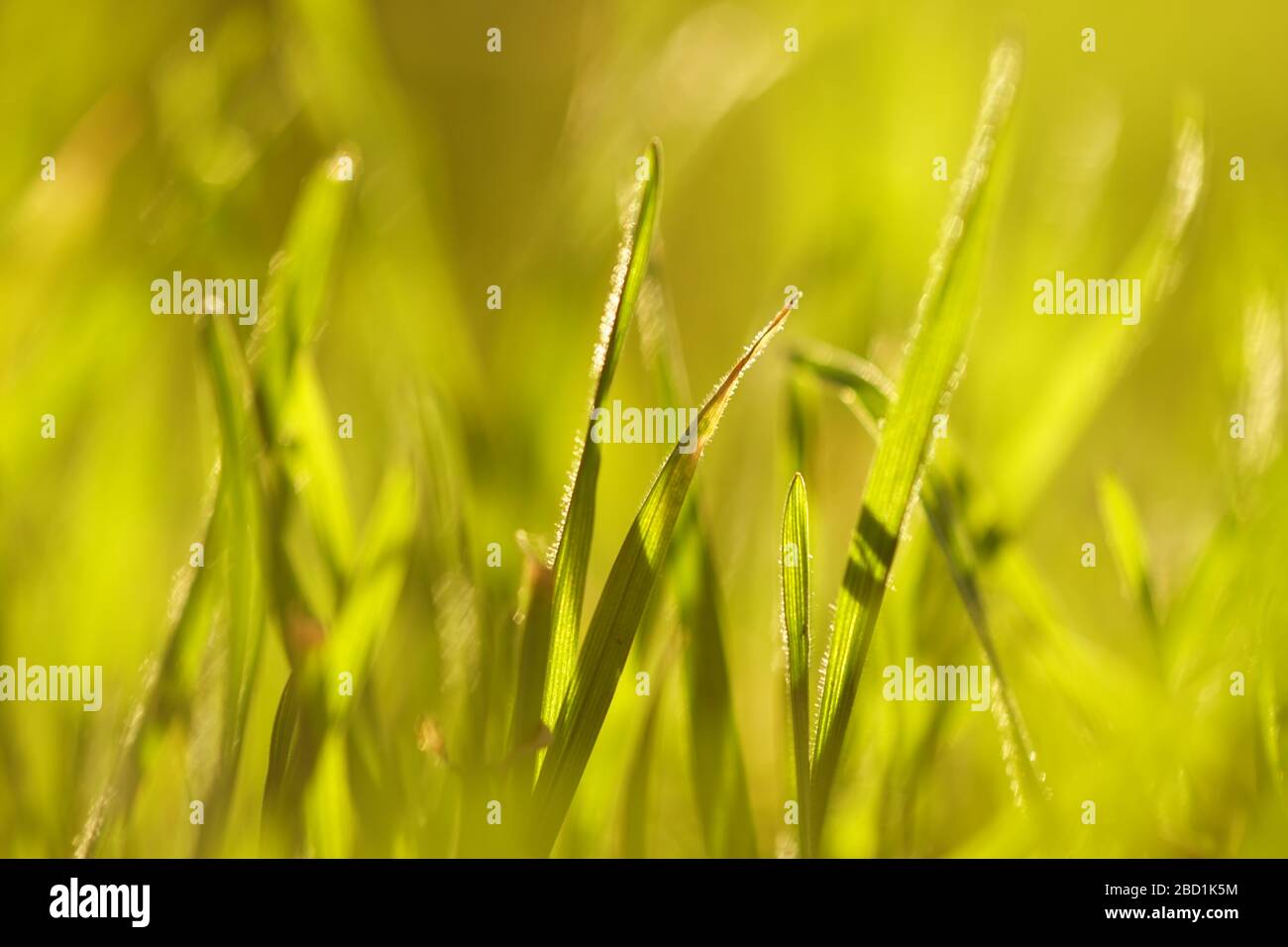 Fresh green grass grow in a sunny field, side view, macro Stock Photo ...