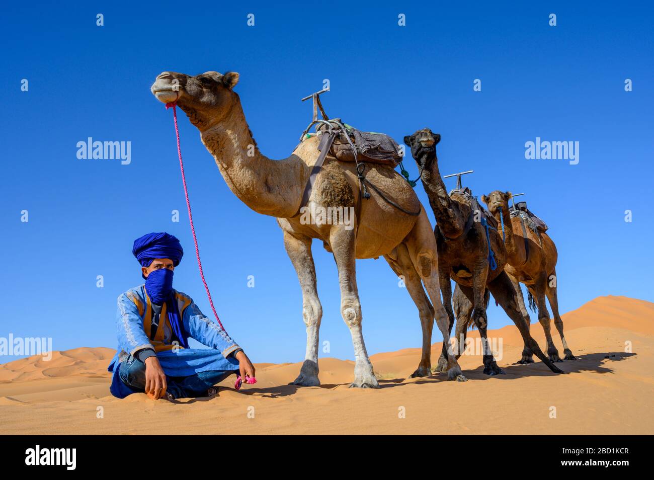 Berber and Camels, Sahara Desert, Morocco, North Africa, Africa Stock ...