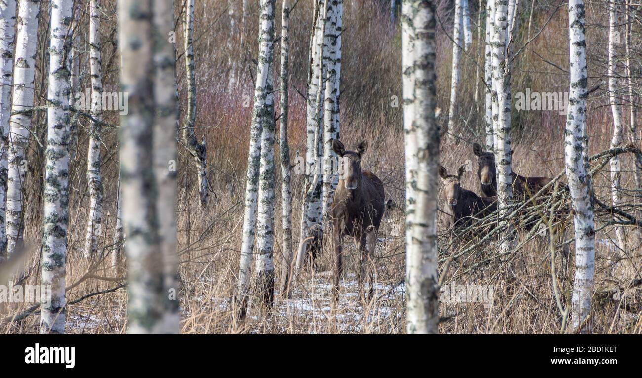 Moose family in the forest in Finland Stock Photo - Alamy