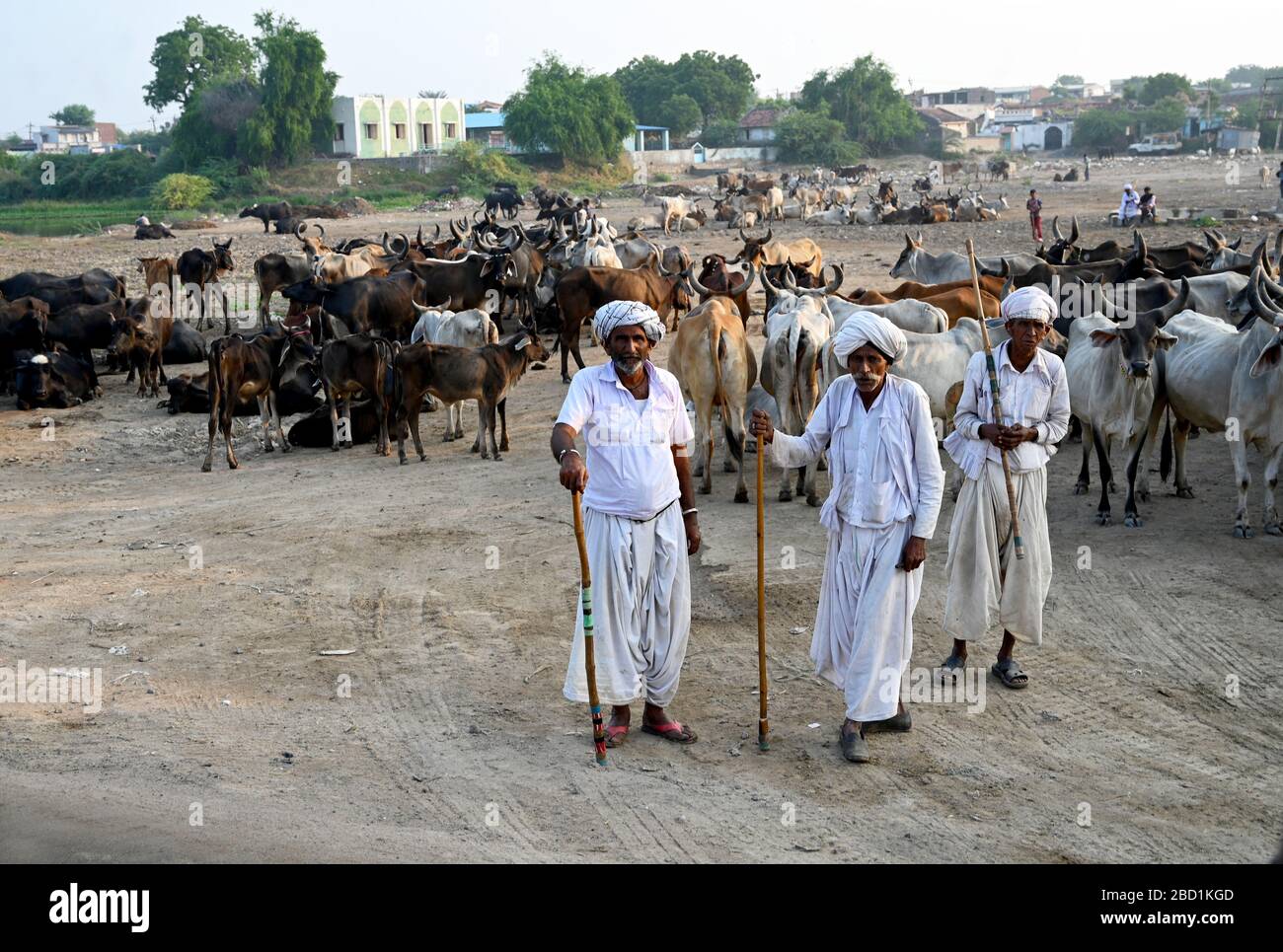 Three village cowherders with their herd of cattle in the desert ...