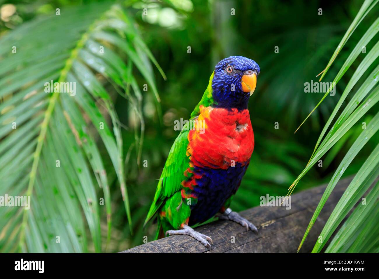 Colourful Coconut lorikeet (Trichoglossus haematodus), Deshaies Botanic ...