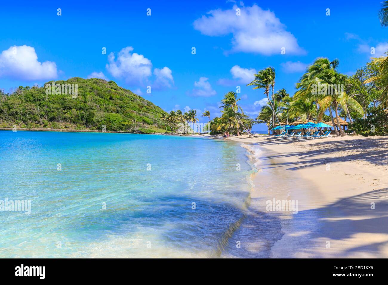 St vincent caribbean palm trees hi-res stock photography and images - Alamy