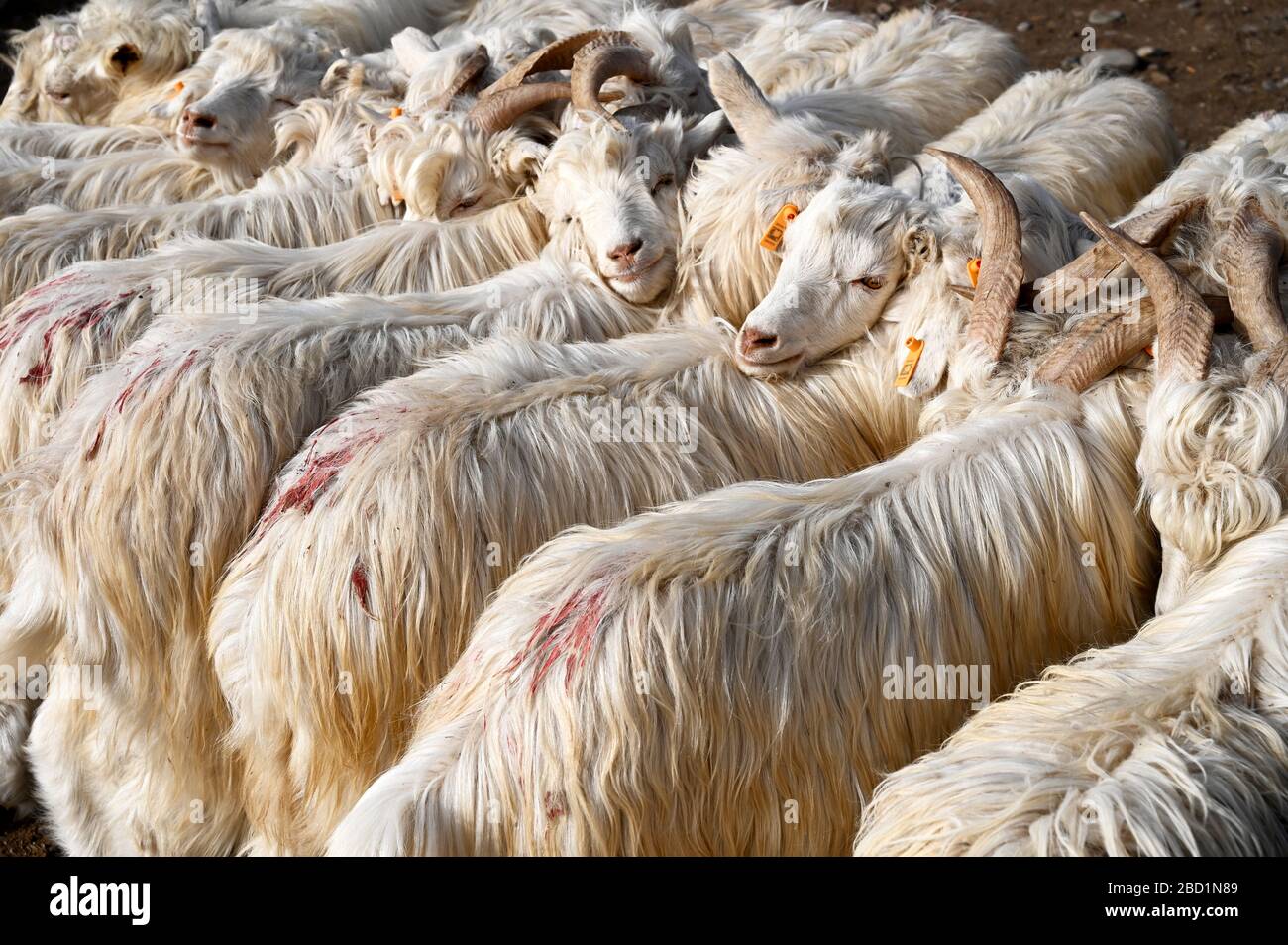 Three angora goats hi-res stock photography and images - Alamy