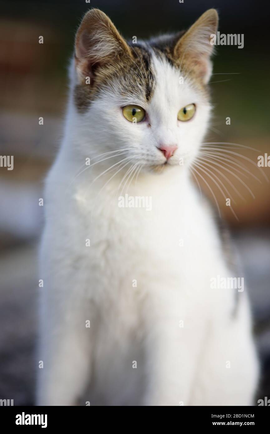 White cat portrait closeup. Domestic animals. Young spotted kitt Stock ...