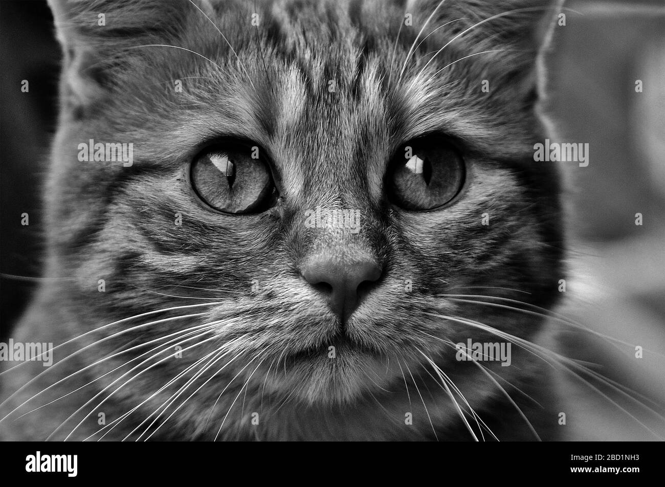 Cat cute animals cartoon Black and White Stock Photos & Images - Alamy