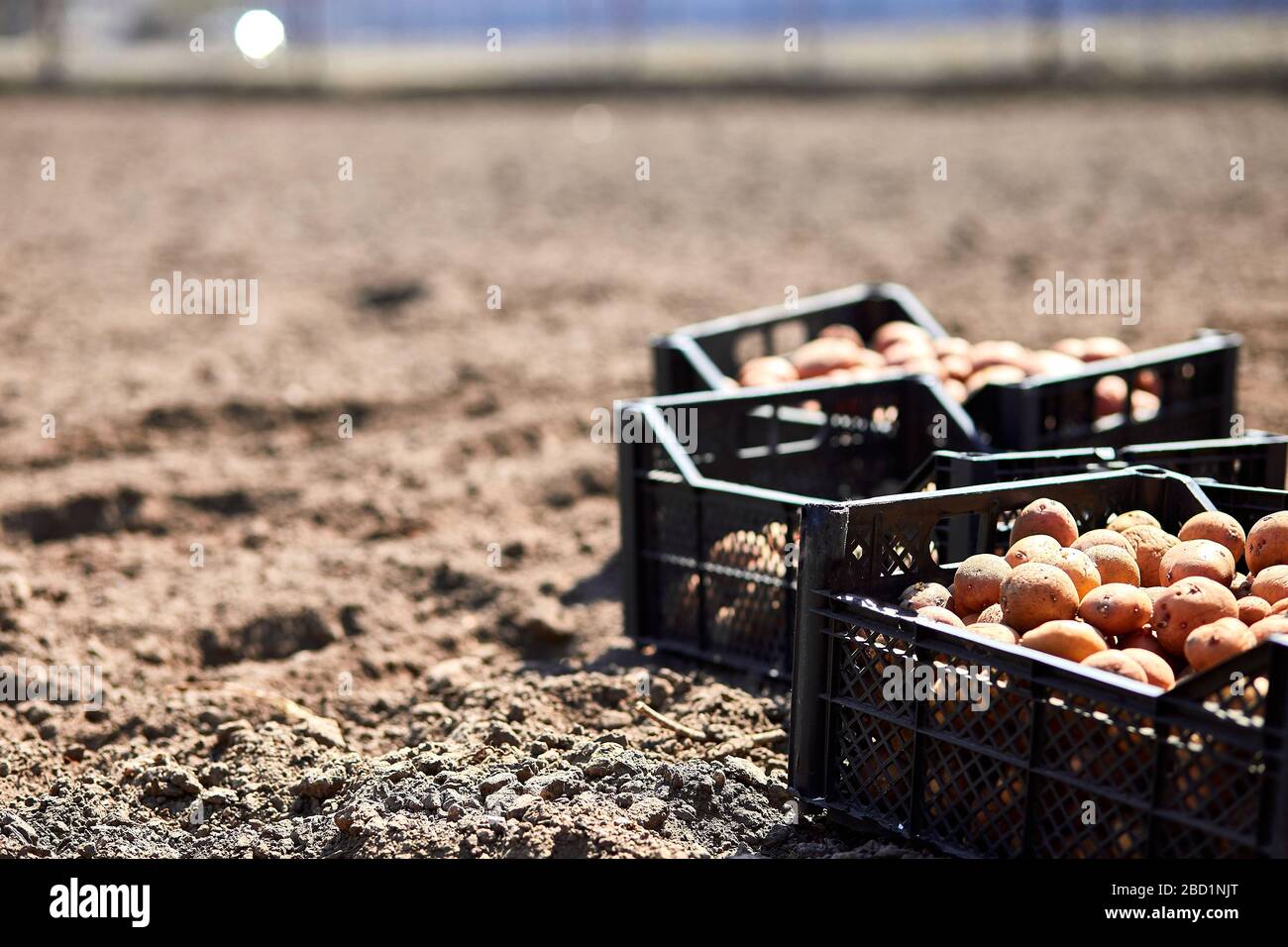 Plowed land potato tubers hi-res stock photography and images - Alamy