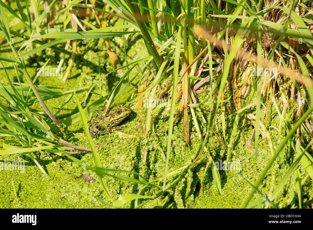 Young frog emerging from below the duckweed in a small pool Stock Photo ...