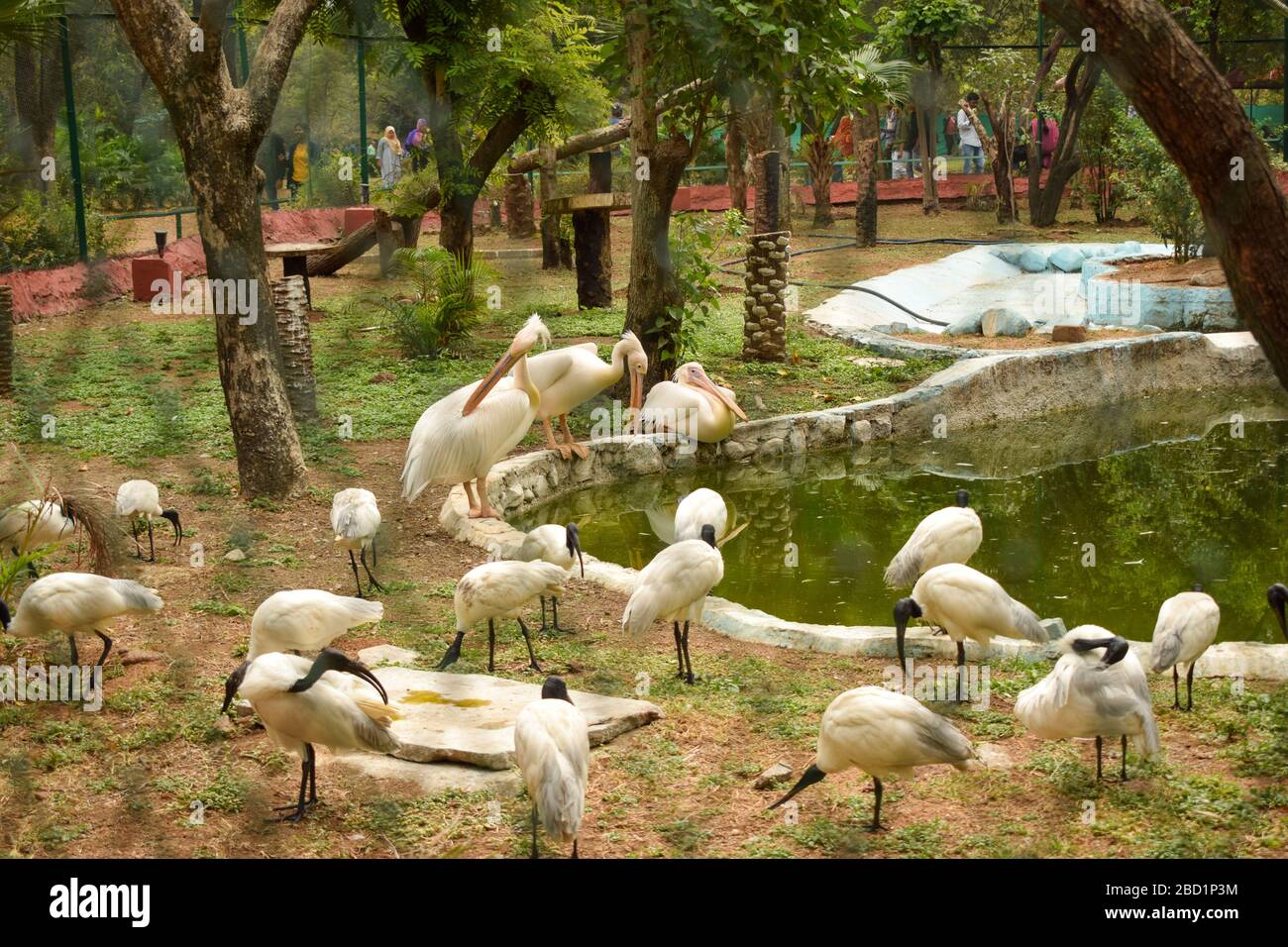 White birds in cage at Zoo Park Stock Photograph Image Stock Photo - Alamy