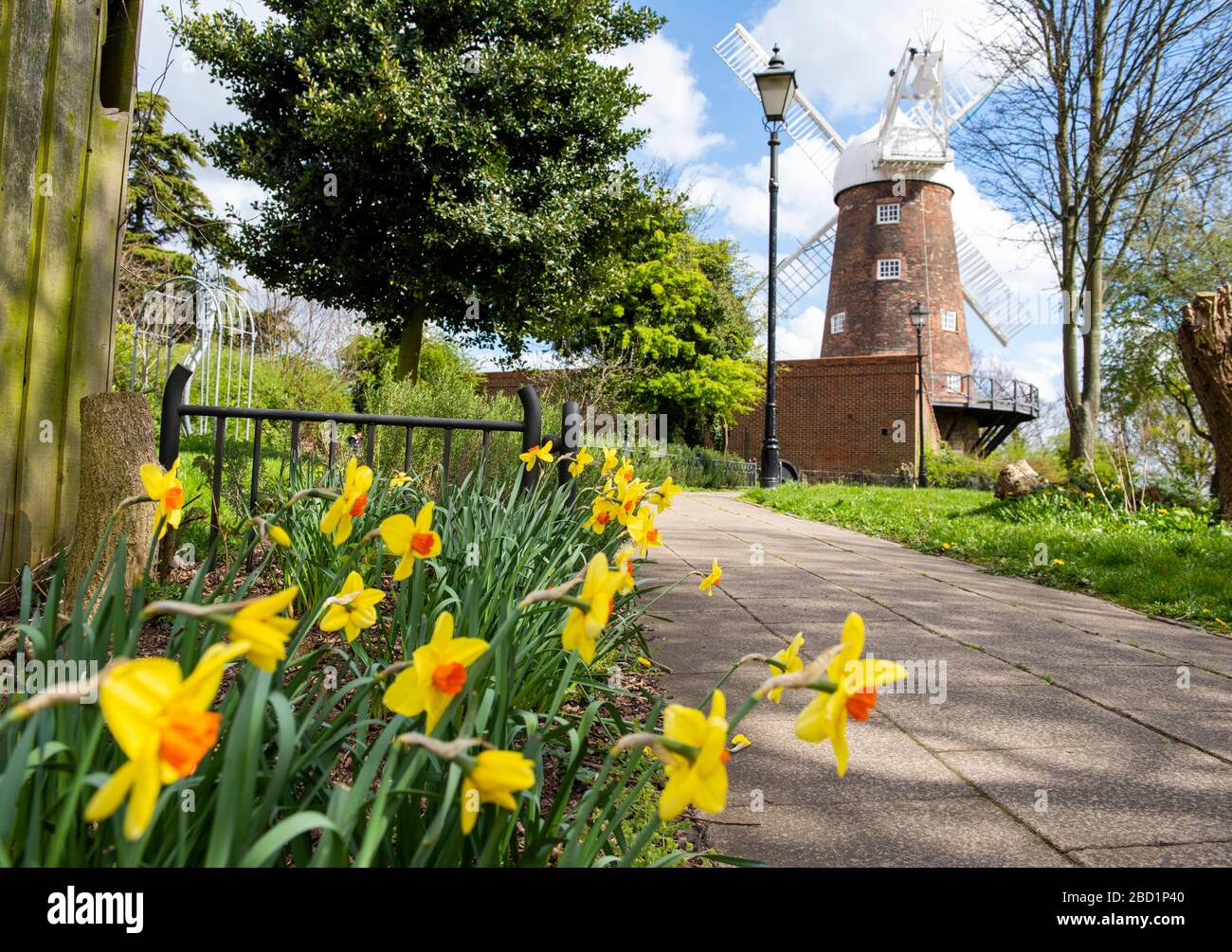 Spring daffodils at Greens Windmill and Science Centre in Sneinton ...