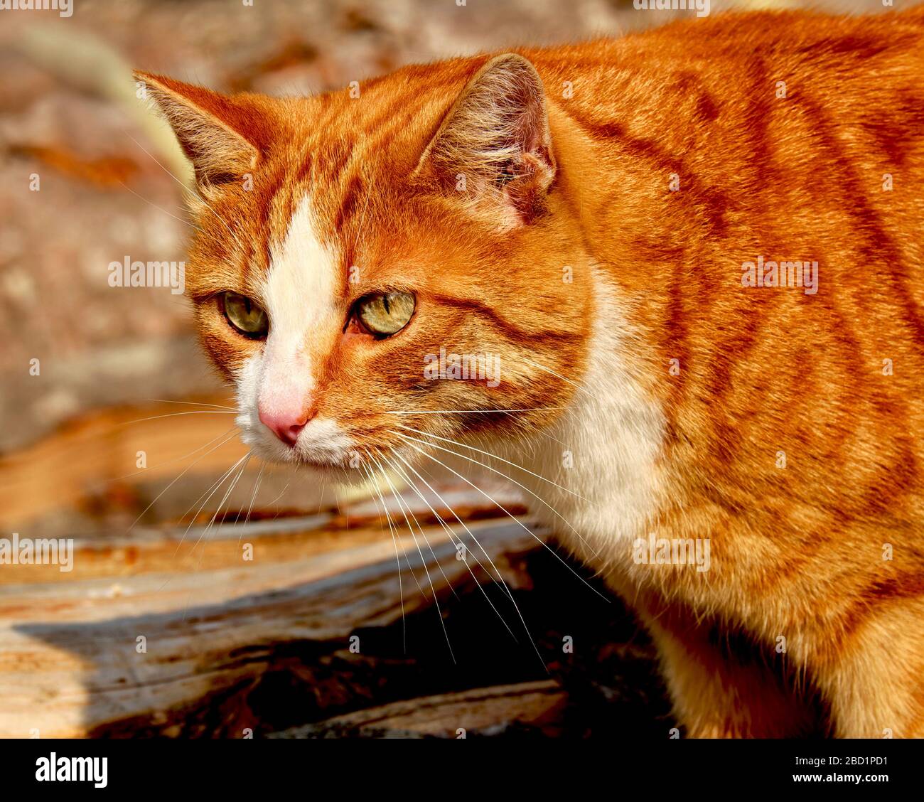 The cat lives a nice life Stock Photo - Alamy