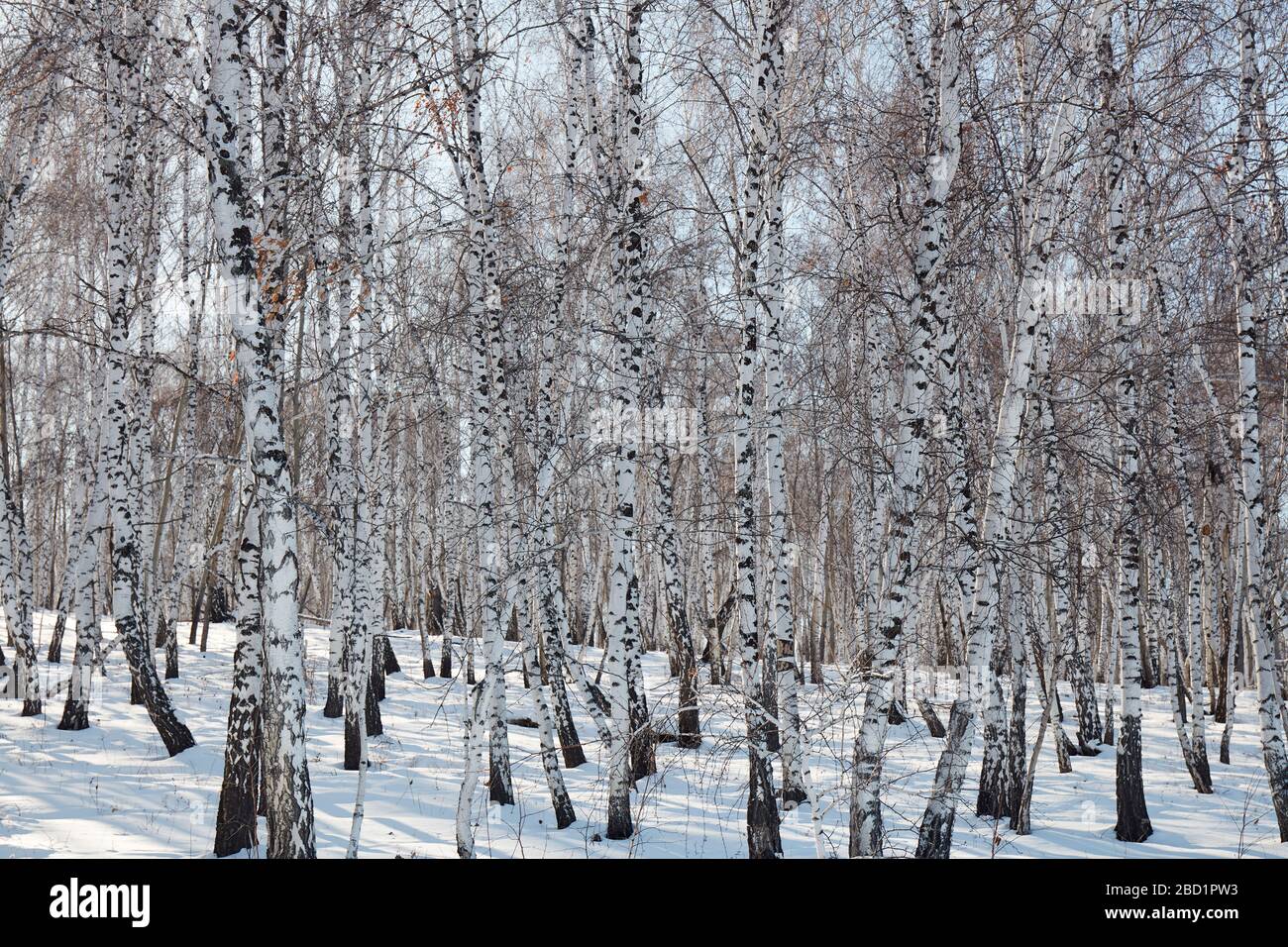Siberia Birch Trees High Resolution Stock Photography and Images - Alamy