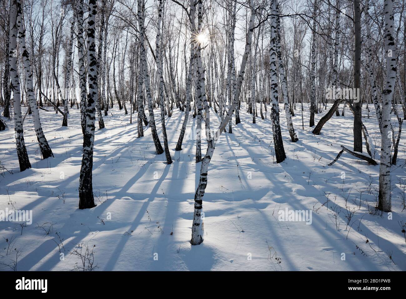 Siberia Birch Trees High Resolution Stock Photography and Images - Alamy