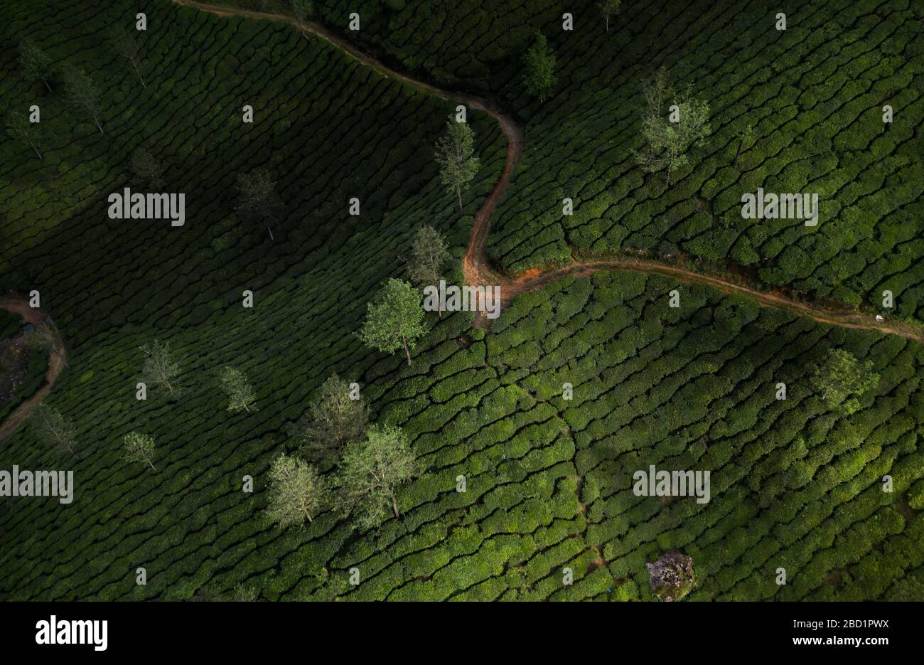 Beautiful tea plantation landscape in the morning Stock Photo - Alamy
