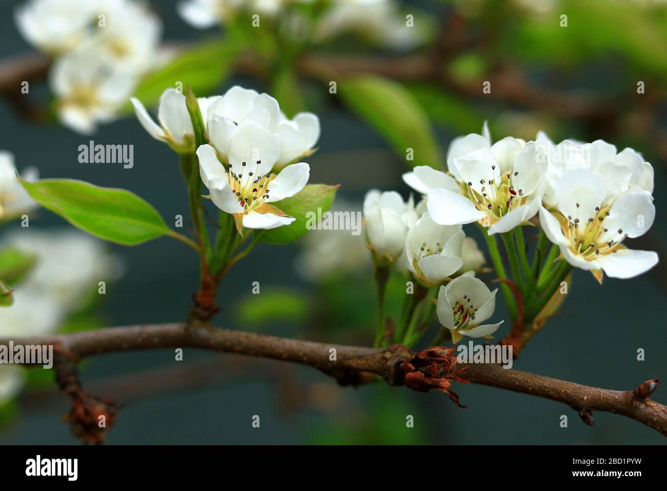 The english pear tree hi-res stock photography and images - Alamy