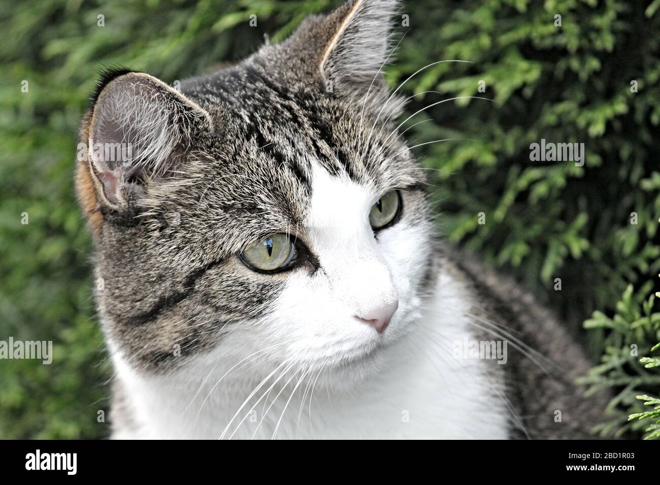 The cat lives a nice life Stock Photo - Alamy