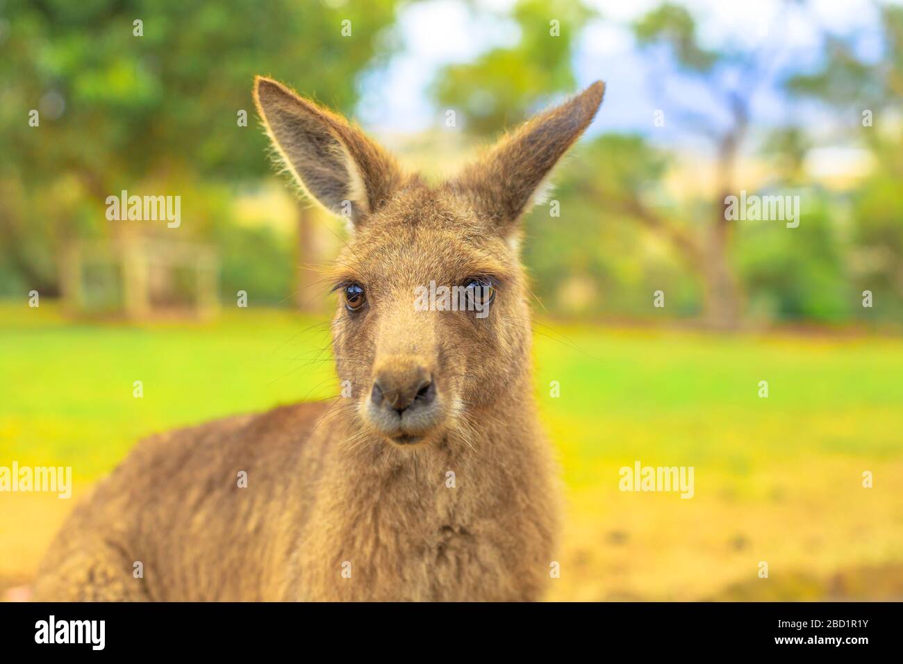 Portrait of front view of kangaroo, New South Wales, Australia, Pacific ...