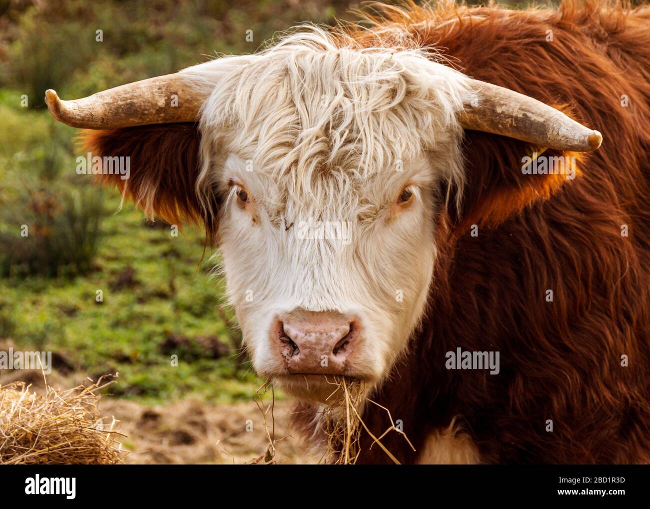 Long horned brown and white breed hi-res stock photography and images ...