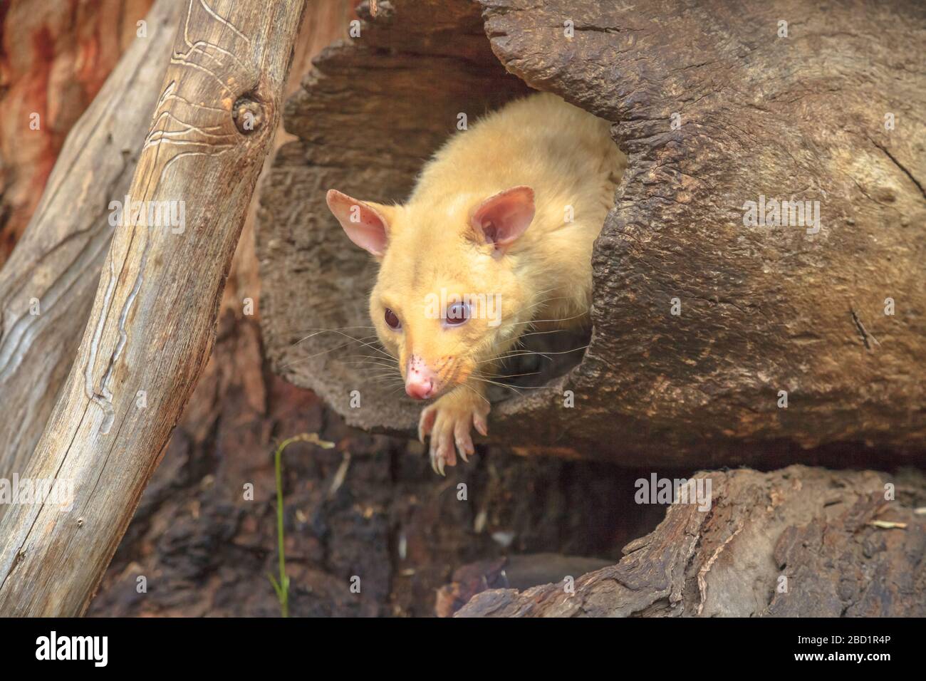 Golden brushtail possum on a tree, the light color is a genetic ...
