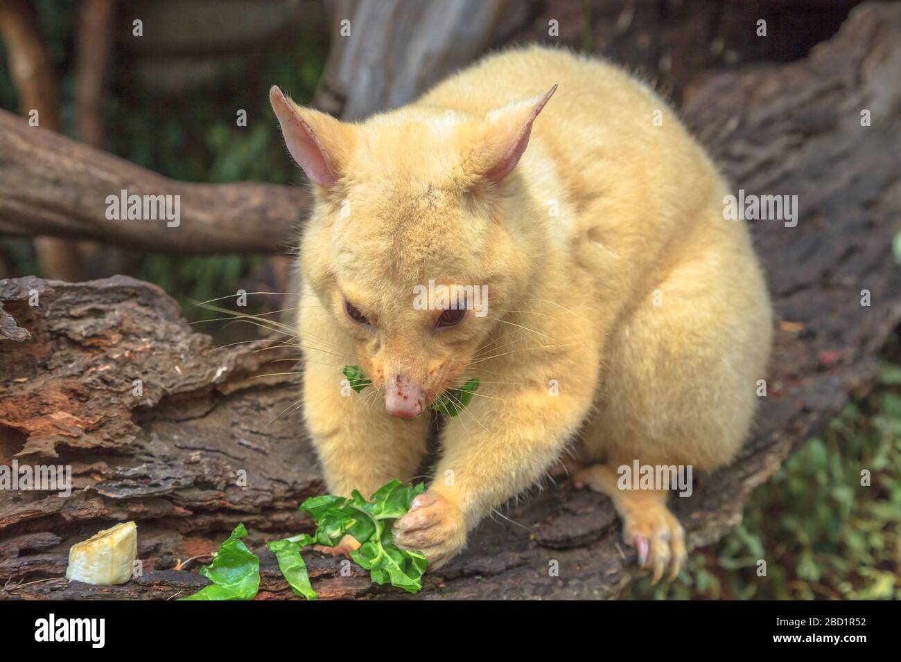 Golden Brushtail Possum Pet
