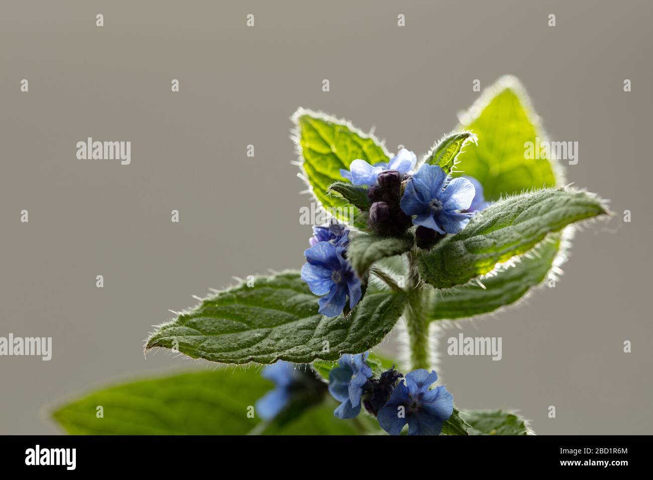 Evergreen alkanet uk garden hi-res stock photography and images - Alamy