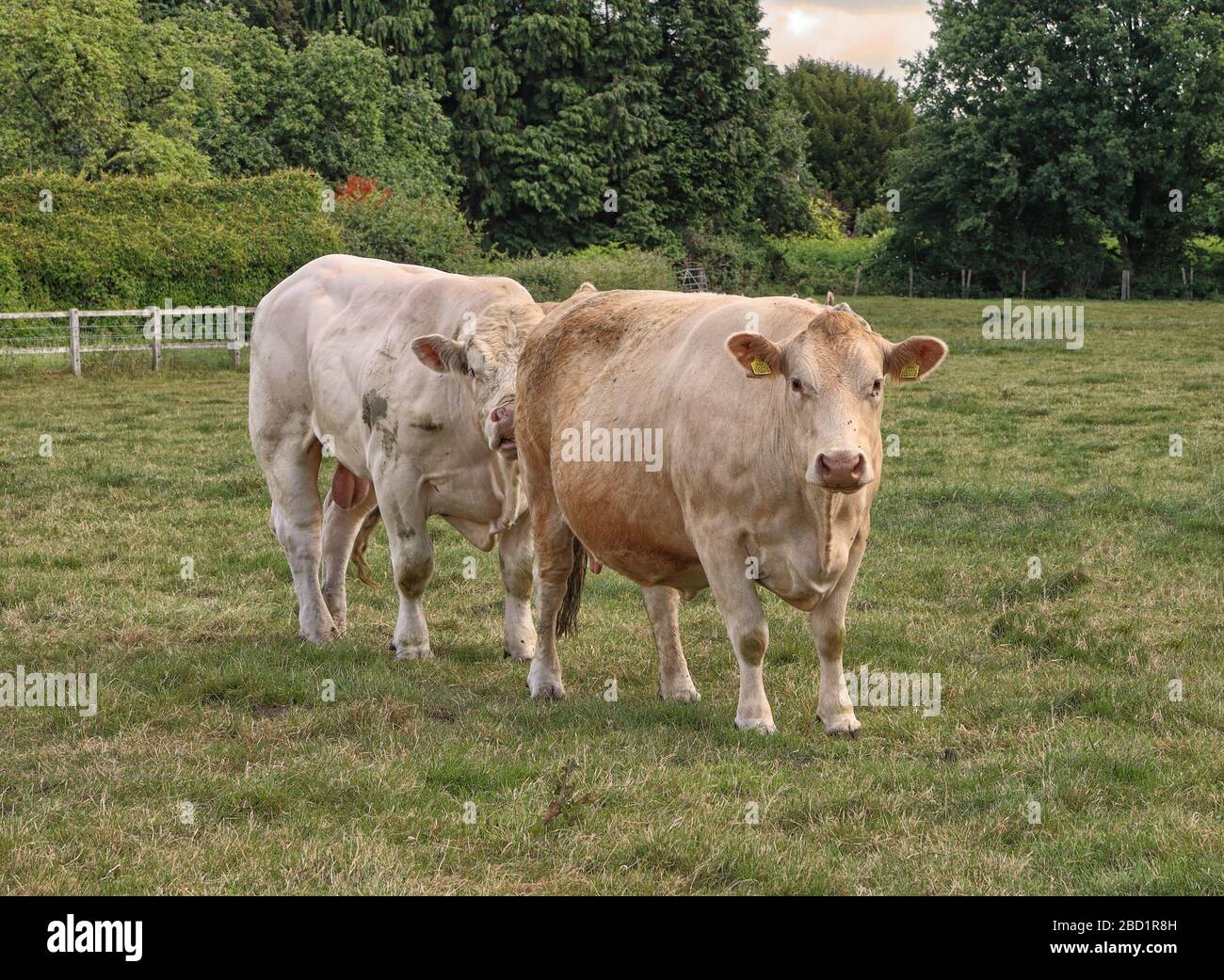 Prize bull hi-res stock photography and images - Alamy