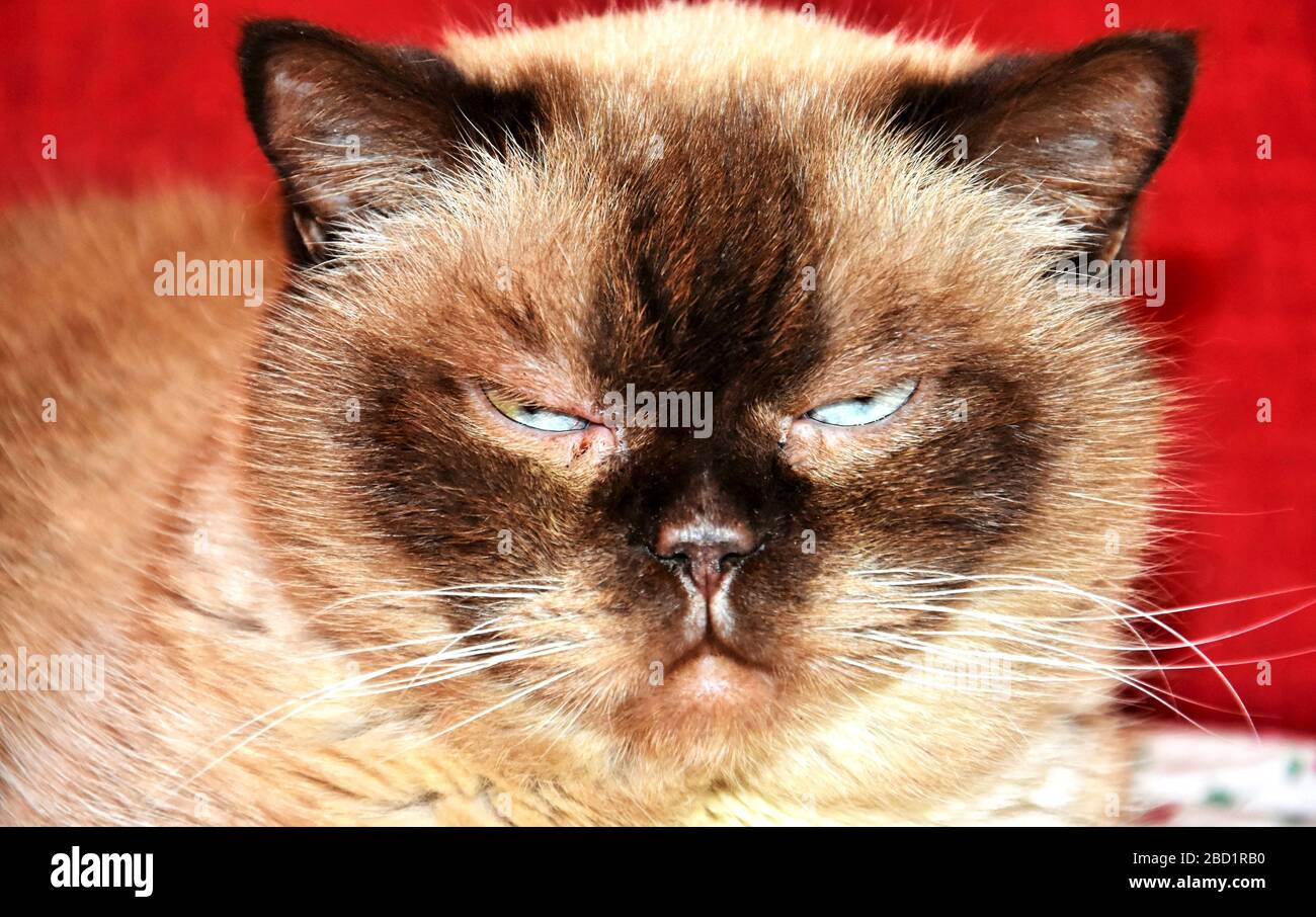 The cat lives a nice life Stock Photo - Alamy