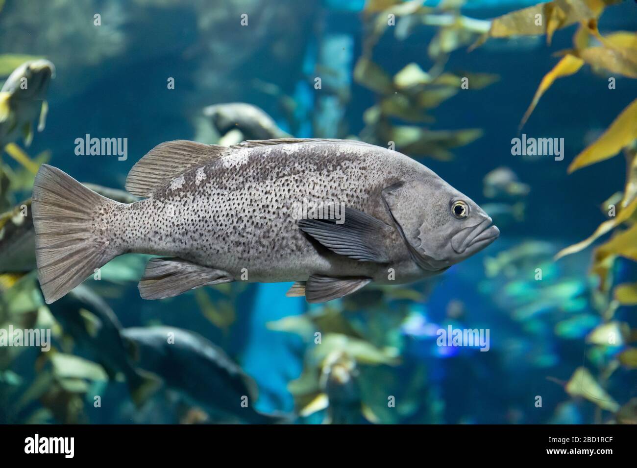 Toronto, Canada - August 20 2018: Blue Rockfish, Sebastes mystinus, in ...