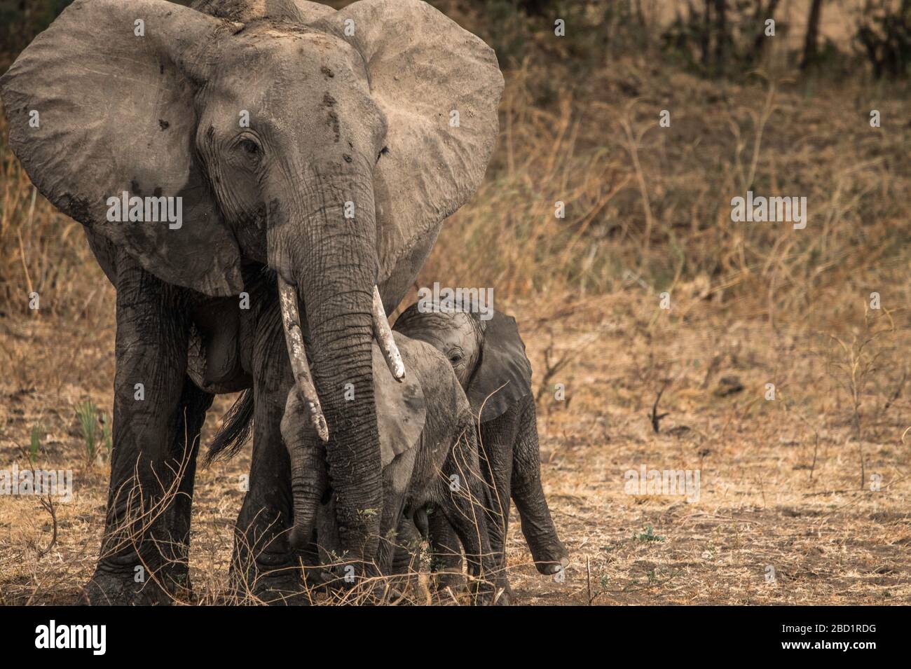 Mother Elephant and her two offspring walk through pasture, South ...
