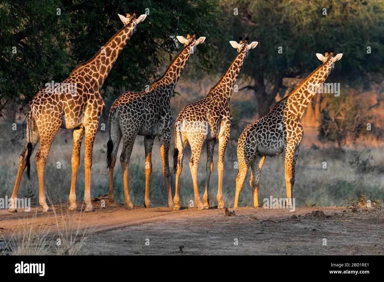 Stare off into the distance hi-res stock photography and images - Alamy