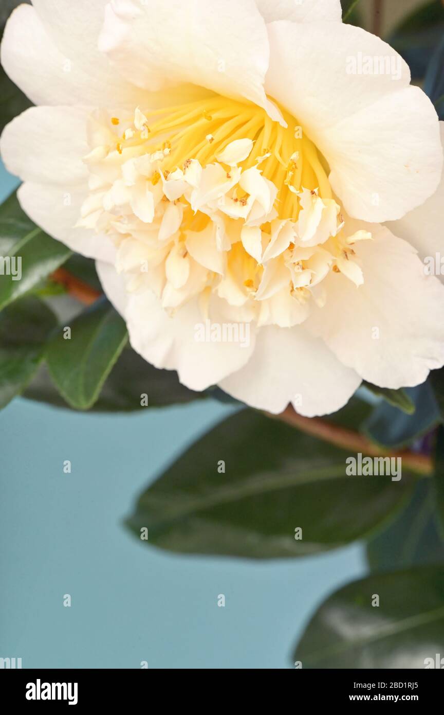 Camellia branch flower isolated hi-res stock photography and images - Alamy