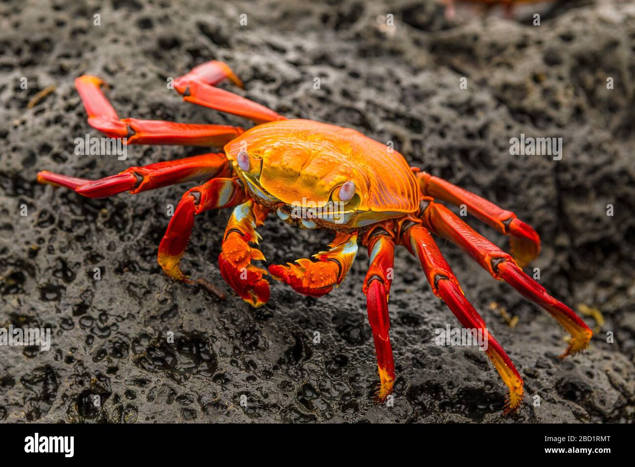 Fiddler Crab on a rocky beach, Isabela Island, Galapagos, Ecuador ...