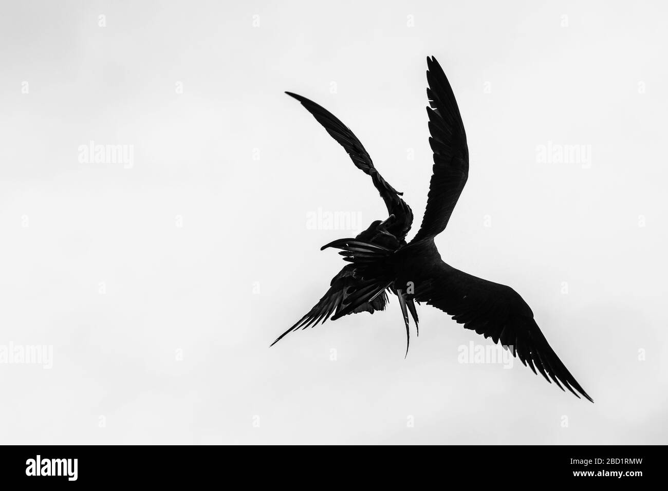 Two Red-bellied frigate birds fighting in flight, Isabela Island ...