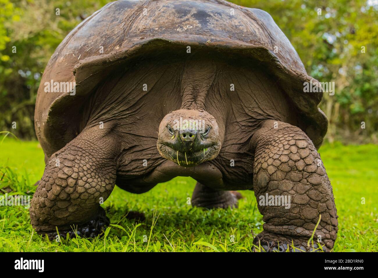 Giant Tortoise feeding on grass, Giant Tortoise Reserve, Santa Cruz ...