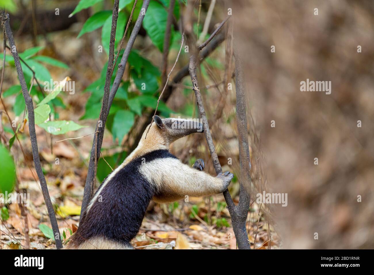 A Northern Tamandua (Ant-Eater) feeding in the forests of the Soberania ...
