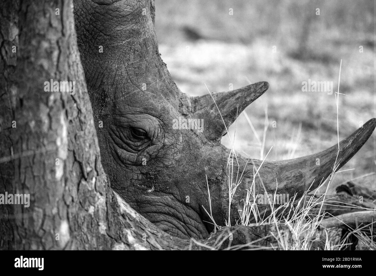 Outdoors outside day safari animals in the wild wildlife Black and ...