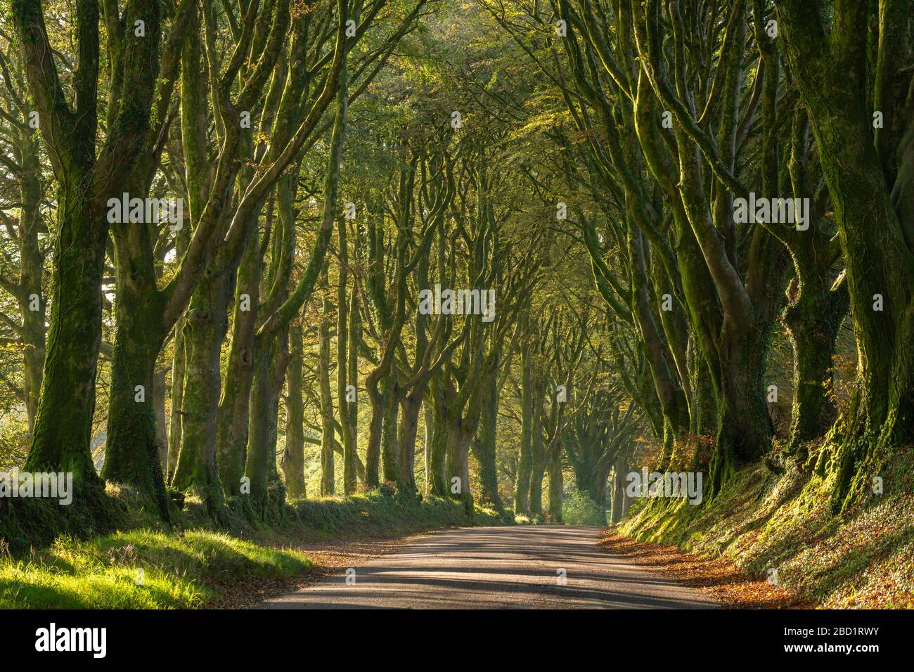 England devon dartmoor beech trees hi-res stock photography and images ...