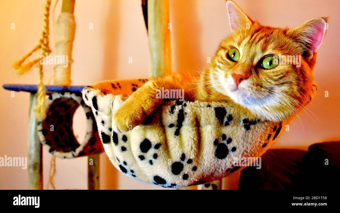 The cat lives a nice life Stock Photo - Alamy