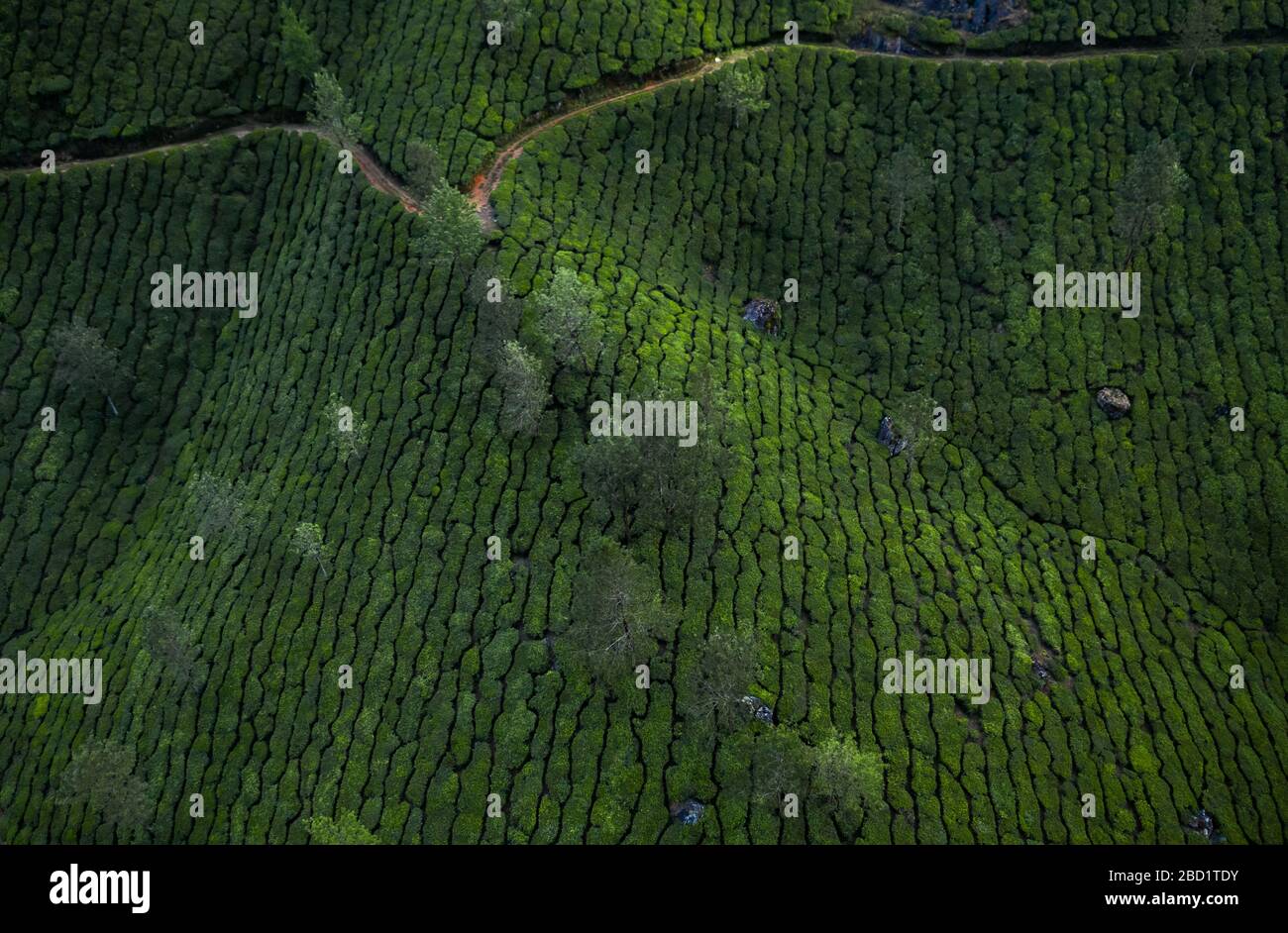 Beautiful tea plantation landscape in the morning Stock Photo - Alamy