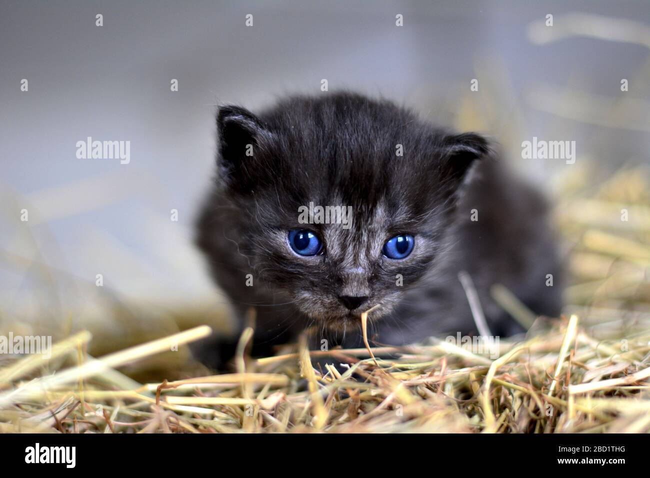 The cat lives a nice life Stock Photo - Alamy