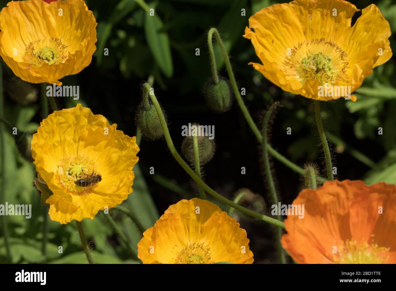 Yellow Welsh poppy being pollinated by a Honey Bee, Harrogate, North ...