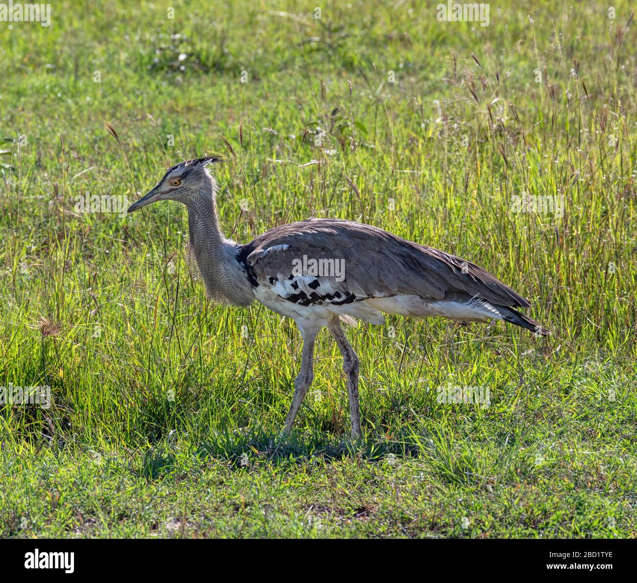 Kori Bustard (Ardeotis kori struthiunculus), Masai Mara National ...