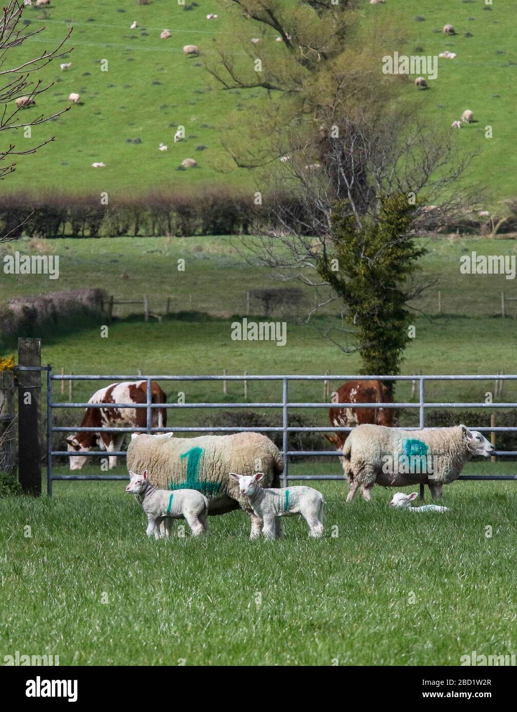 Magheralin, County Armagh, Northern, Ireland. 06th Apr, 2020. UK ...