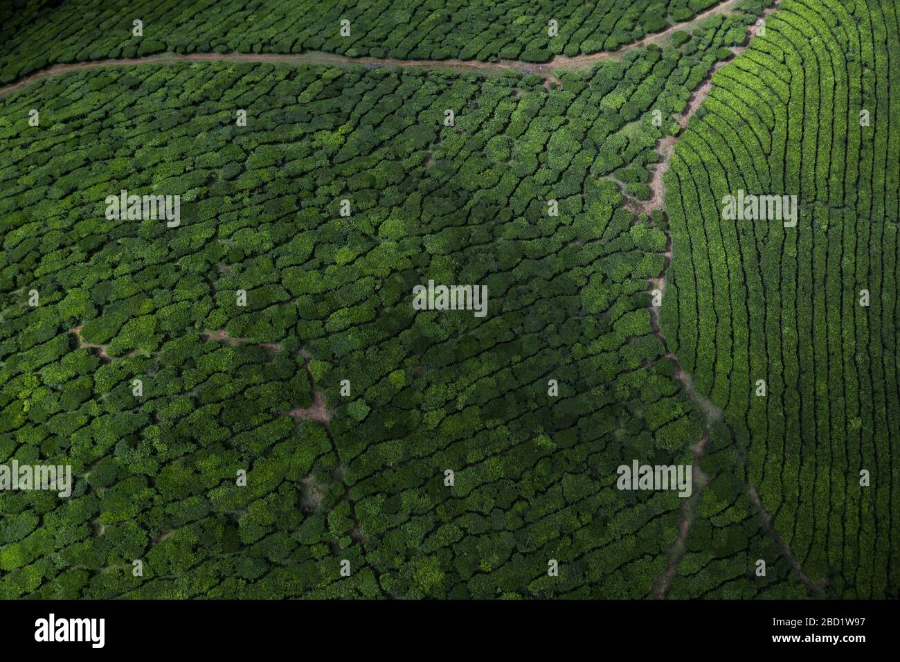 Beautiful tea plantation landscape in the morning Stock Photo - Alamy