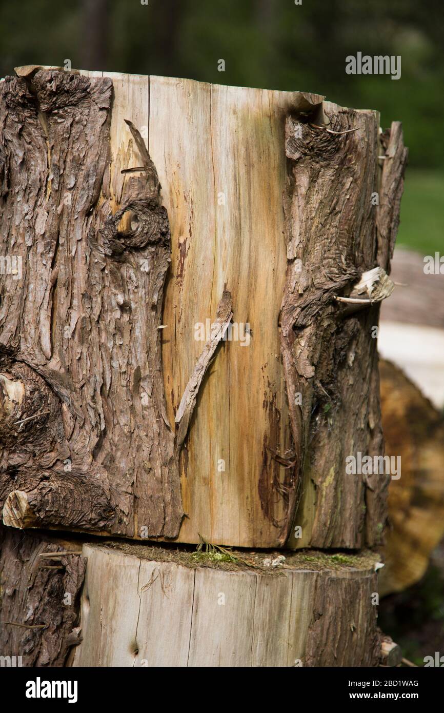 chopped log from fallen tree Stock Photo - Alamy