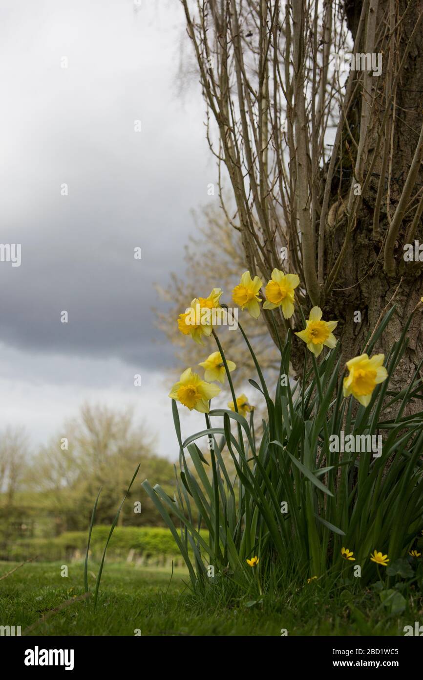 Daffodils under tree hi-res stock photography and images - Alamy