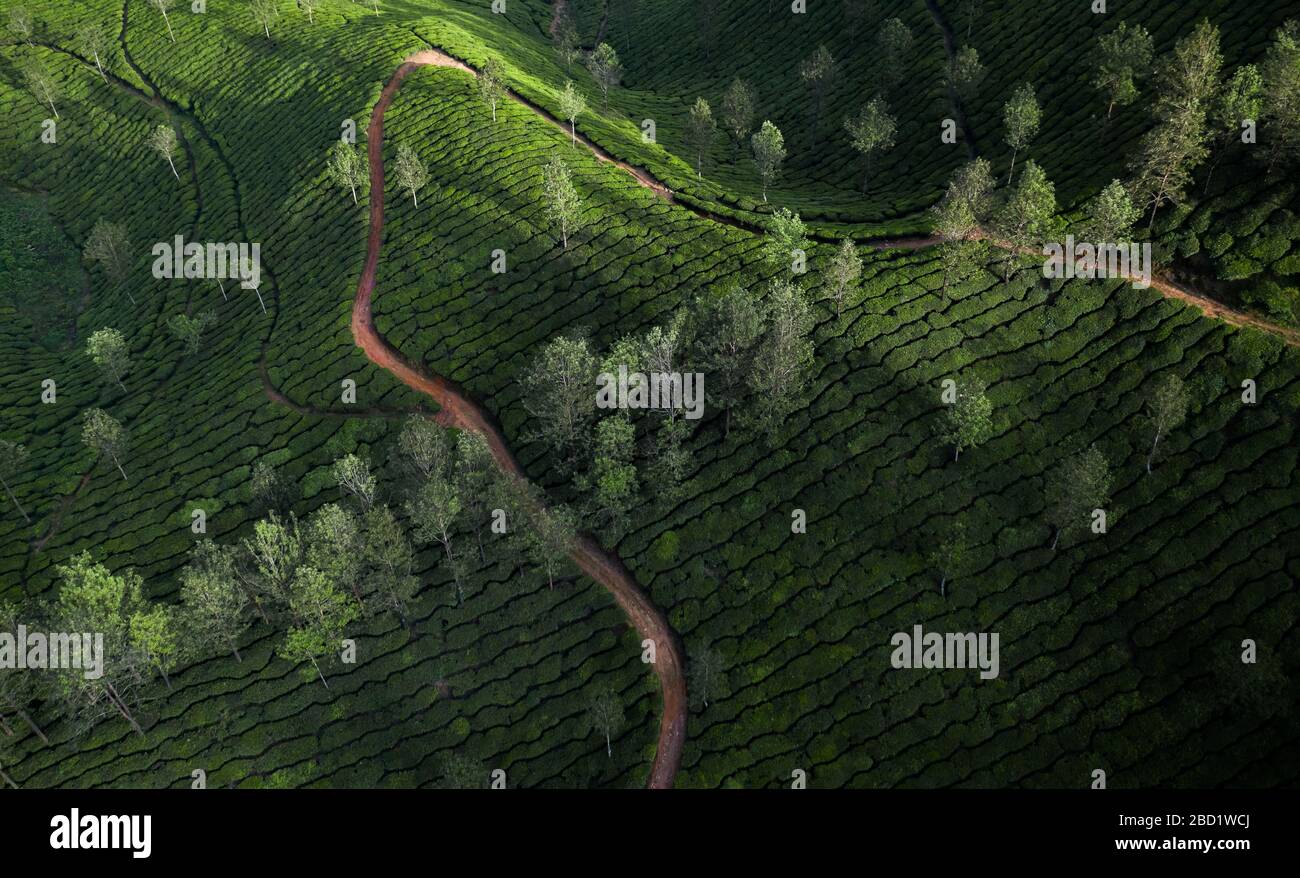 Beautiful tea plantation landscape in the morning Stock Photo - Alamy