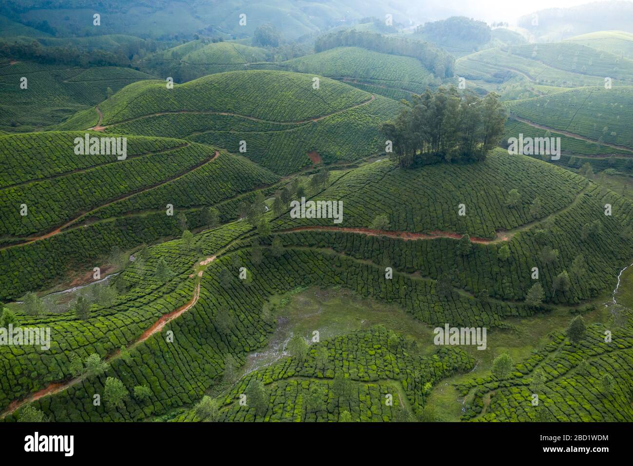 Beautiful tea plantation landscape in the morning Stock Photo - Alamy