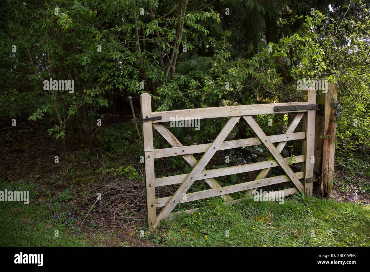 wooden garden gate leaning open against hedging Stock Photo - Alamy