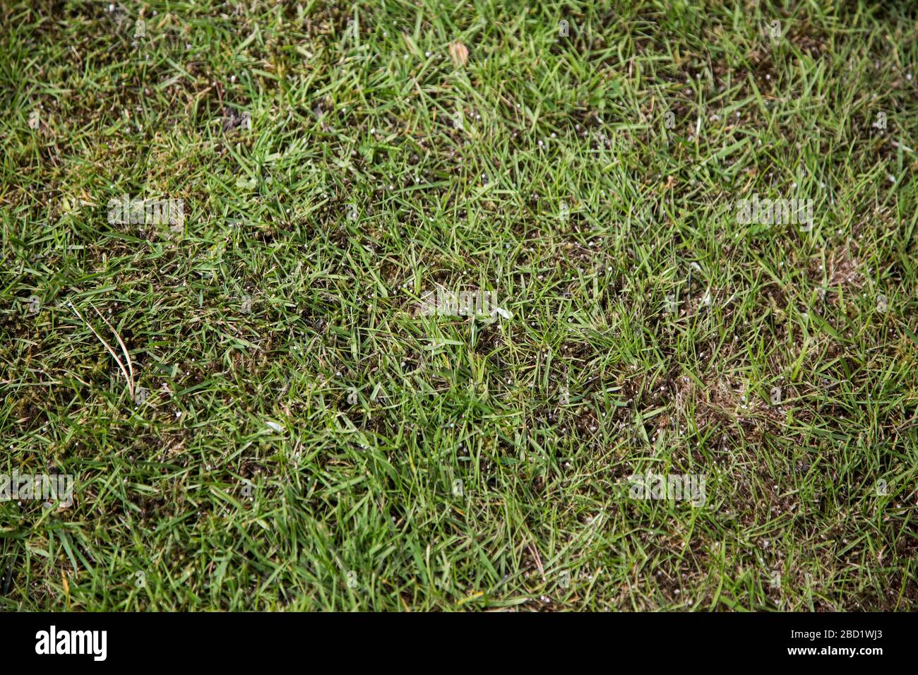 patch of green grass Stock Photo - Alamy