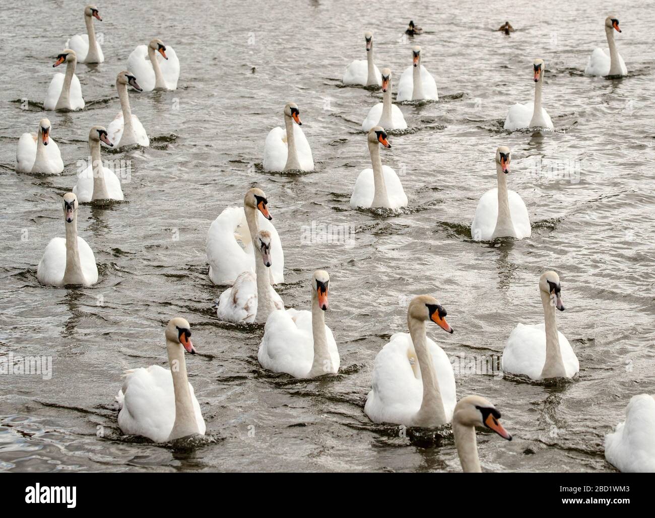 Swans in Waterloo Lake, Roundhay Park, Leeds Stock Photo - Alamy